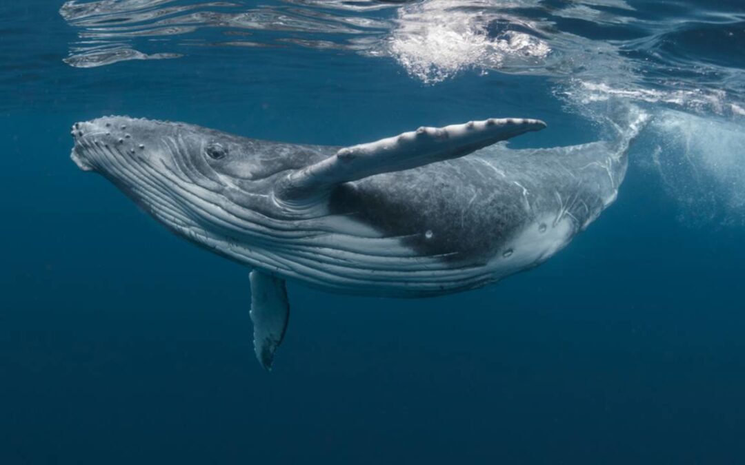 Las ballenas pueden ayudar a combatir el cambio climático | Ambiente Radio